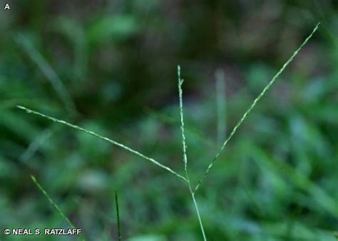Southern Crabgrass Fontenelle Forest Nature Search Fontenelle