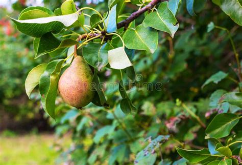 Pears Ripen On A Tree In An Orchard Summer In The Sun Stock Photo