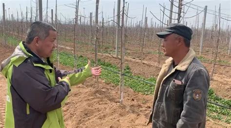苹果开花前后的病虫害防治这3个方案一定要知道 悬浮剂