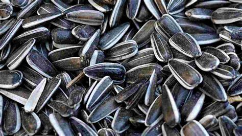 Efek Makan Kuaci Terlalu Banyak Yang Buruk Untuk Kesehatan