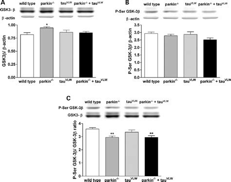 Striatal Levels Of Gsk 3 B P Ser Gsk 3 B And P Ser Gsk 3 B Gsk 3 B