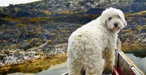 The Rise Of The Yaghan Indigenous People Of Tierra Del Fuego Once