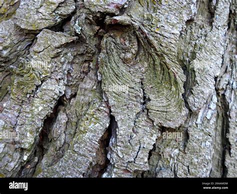 Asperous Bark Hi Res Stock Photography And Images Alamy