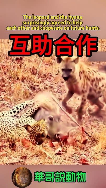 花豹竟然跟鬣狗定了約定，以後一起合作捕獵互助互利 Youtube