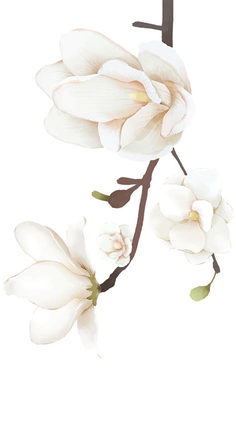 高清PNG免扣鲜花