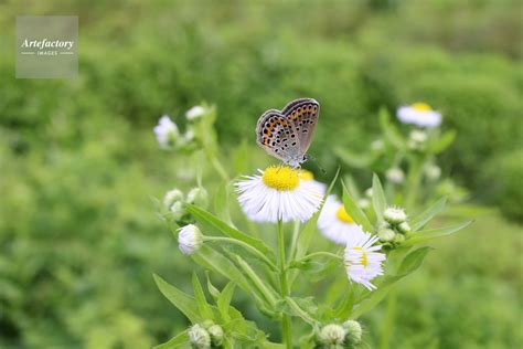 ヒメジョオンの蜜を吸うヒメシジミの雌