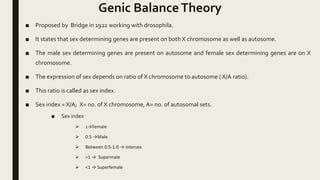 Sex Determination Sex Linkage And Multiple Allels PPTX