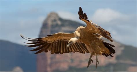Meet The Giants Of The Sky The 10 Largest Flying Birds In The World