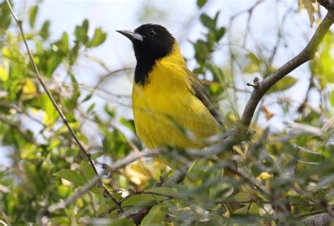 Audubons Oriole Icterus Graduacauda Picture Bird