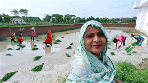 इतनी ज्यादा ⛈️बारिश हो गयी कि कैसे कैसे हमने 🌾धान की रोपाई पूरी की