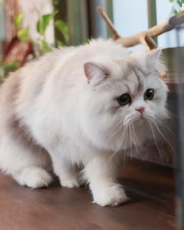 Jp Bibi Nyan 爪切り不要の爪とぎボード 猫 日本製 両面使用可 ヤスリ ストレス解消 ダンボール 負担軽減 ねこ つめとぎ 爪研ぎ ネコ ビビニャン 1個入