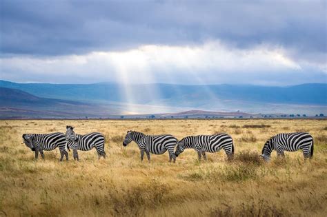 How—and Why—do Humans Walk Upright