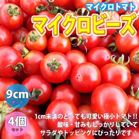 Itanse ミニトマトの苗 マイクロビーズ 赤実 野菜苗 自根苗 9cmポット 4個セット マイクロトマト 早生品種 送料無料 ミニトマト
