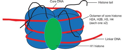 Nucleosome And Component Histones Notes The Octamer Histone Core Download Scientific Diagram