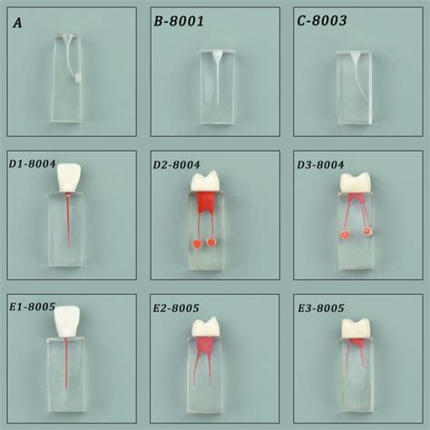 Dental Endodontic Root Model Canal Block Practice Pulp Cavity Clear