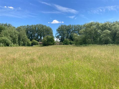 Midsummer Species Count Brings Diversity To The Meadow
