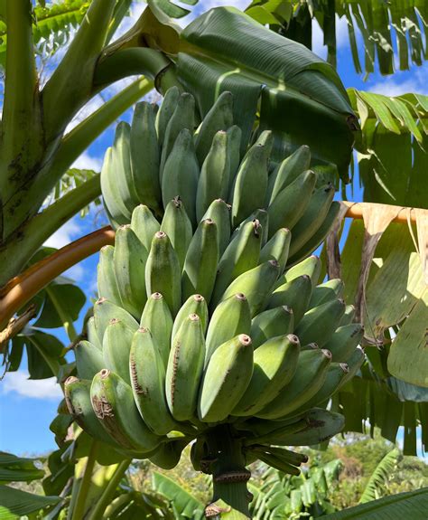 Banana Plant Blue Java Incredible Edible Landscapes