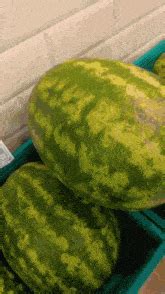 Mise Freisin  Watermelon