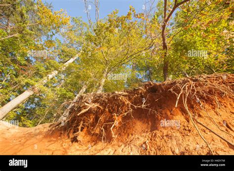 A Forest Scene With Exposed Roots In Troutman North Carolina Stock