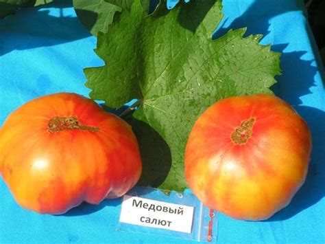 Томат Медовый салют: описание сорта, фото, отзывы, характеристика ...
