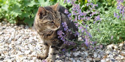10 Herbs That Are Toxic To Cats And 7 That Are Safe