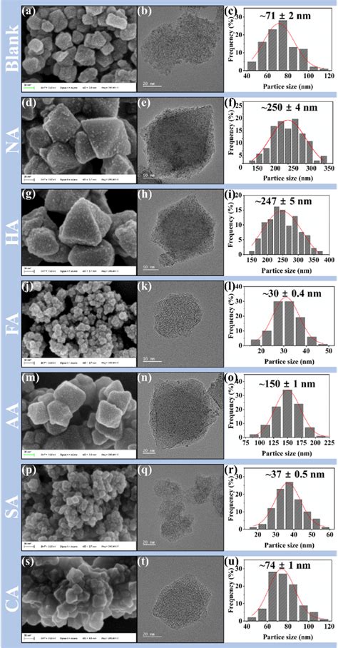 Sem Scale Bar Is 50 Nm Images Tem Images And Particle Size