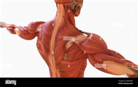 Anatomie du muscle humain pour le concept médical Illustration 3D Photo