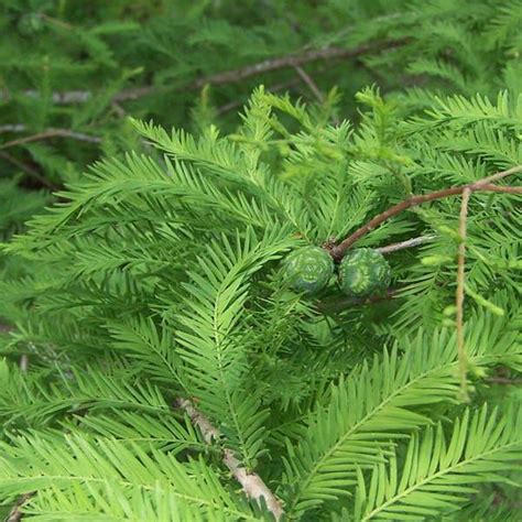 Bald Cypress Duncan Nursery