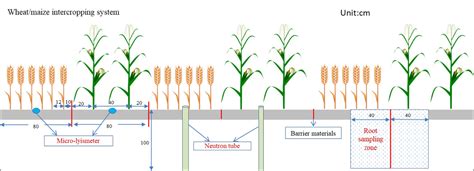 Interspecies Interaction Intensity Influences Water Consumption In Wheatmaize Intercropping By
