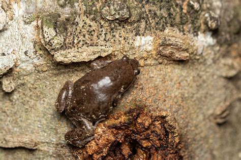 Western Narrow Mouthed Toad From Rowlett Tx Usa On May 20 2024 At 03