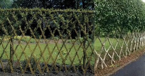 The Green Solution Creating A Living Fence For Your Homestead Blue ZNews
