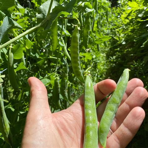 Pisum Sativum Var Macrocarpon Sugar Ann Sugar Snap Pea Sugar Ann