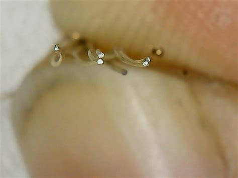 Filament Object Detection Dataset And Pre Trained Model By Deni