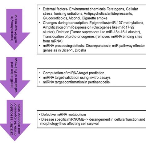 Flow Chart Illustrating The Causes Of Mirna Dysregulation