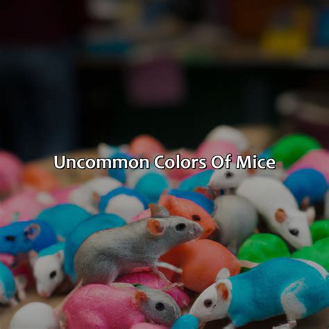 What Color Is A Mouse