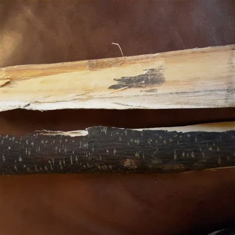 Wood Identification Guide The Wood Database