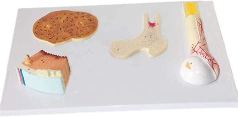 3d Human Bone Anatomy Structure Model Pvc Material Bone Structure