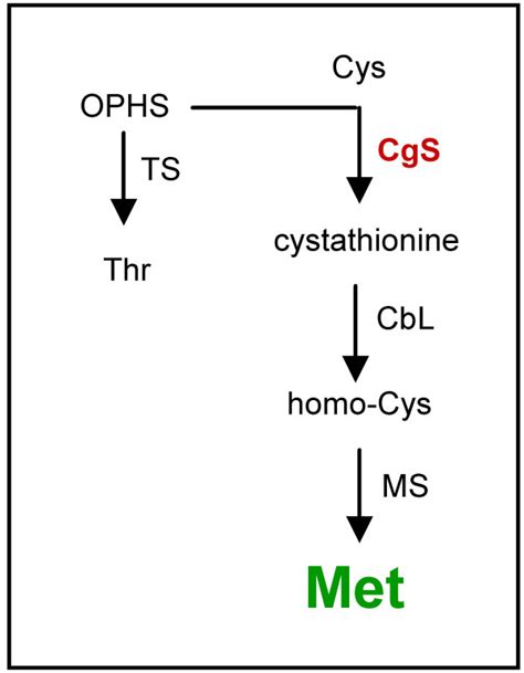 Pathway Of Methionine Synthesis Ophs O Phospho Homoserine Ts Download Scientific Diagram