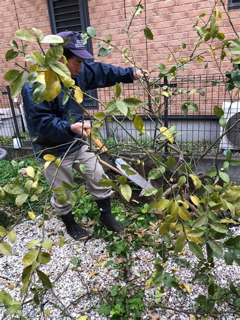 庭のレモンの木にお別れ 思いつき