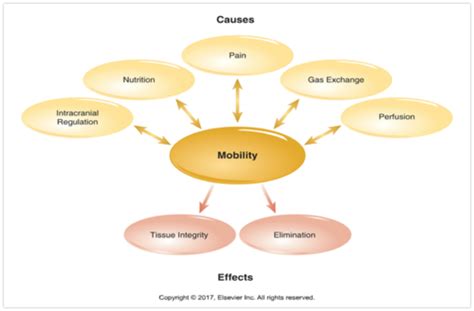 N4310 Mobility Concept Flashcards Quizlet