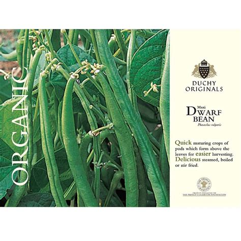 Dwarf Bean Maxi Duchy Originals Organic Seeds Thompson And Morgan