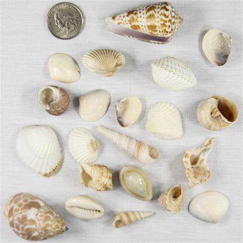 Shells 19 Assorted Shells
