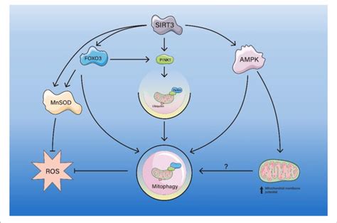 The Pathway Of Sirt3 Mediated Mitophagy Sirt3 Deacetylates Foxo3