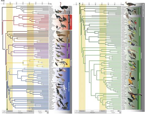 Species New To Science Ornithology Evolution • 2015 A