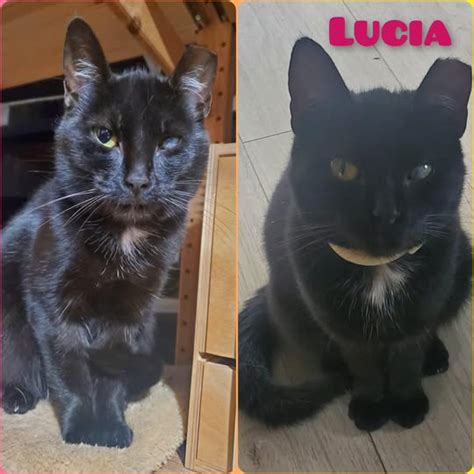 Lucia Laois Spca