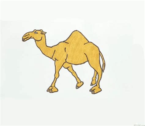 Kamel Gifs Animierte Bilder Von Kamelen Usagif