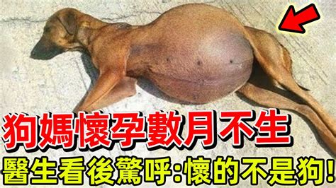 狗媽懷孕數月無法生產，向主人做最後告別，醫生不願放棄上前救援，下一秒出現奇跡一幕！感動點擊 動物救援 動物報恩 暖心 正能量