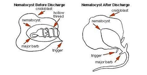 Characteristics And Classification Of Cnidarians Flashcards Quizlet