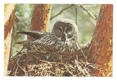 Сова — бородатая неясыть