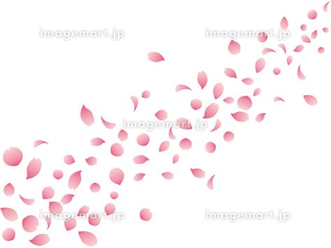 右上から左下へ流れるような桜の花びらのイラスト（濃いピンク） [242332289] イメージマート